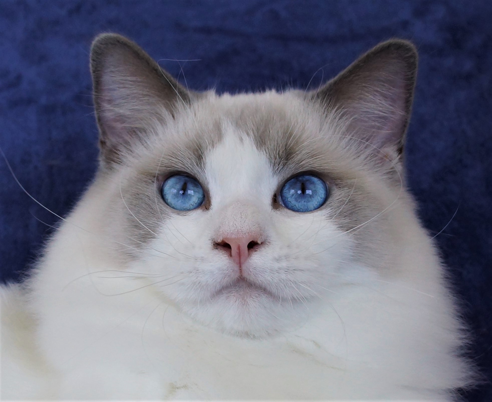 Kings & Queens : All Star Rags Cattery
